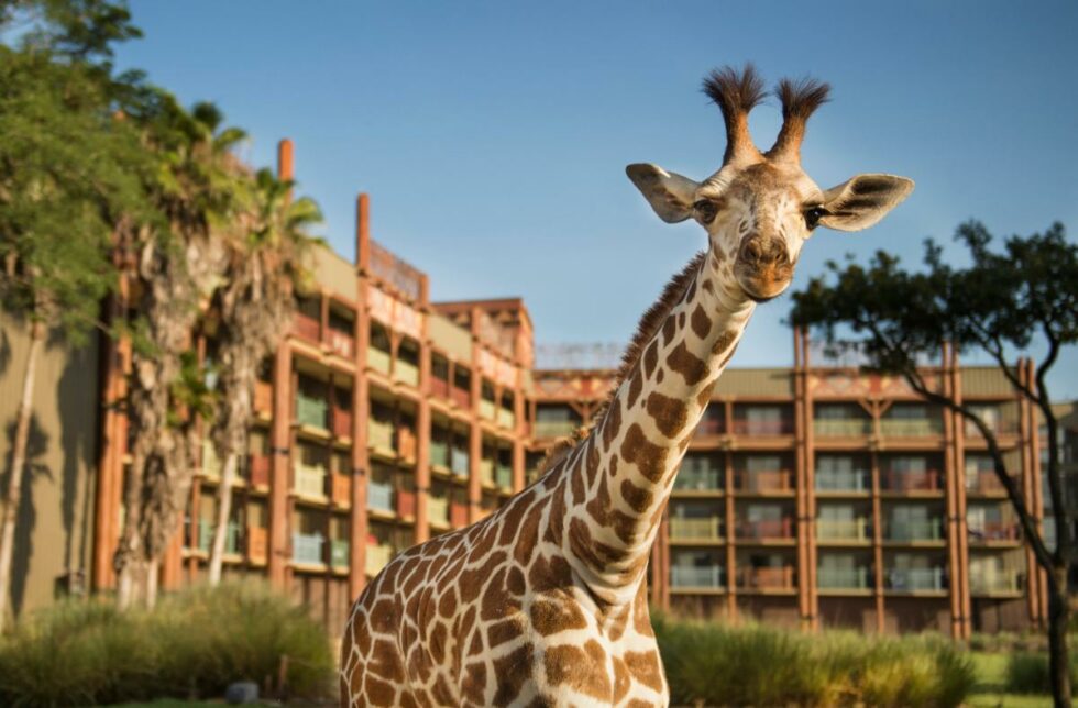 Staying in the Magic: Choosing the Perfect Resort for Your Next Walt ...
